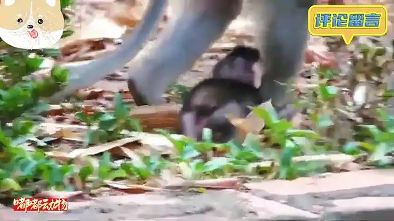猴妈训练卓别林走路,小奶猴却着急要喝奶,真逗