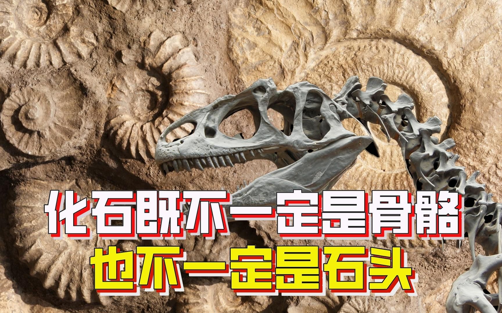 化石就是石化的动物骨骼吗?化石既不一定是骨骼,也不一定是石头