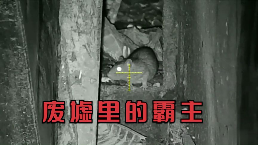 换了个黄色十字瞄准器 专治废墟里的霸主 没事看看减压又有趣