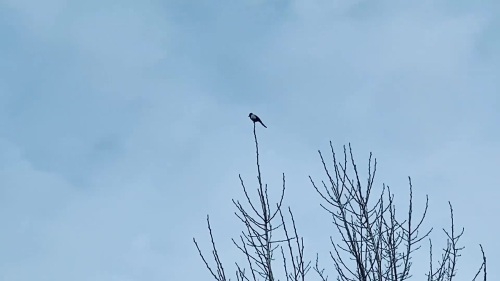 一只小小鸟,站在树木之巅