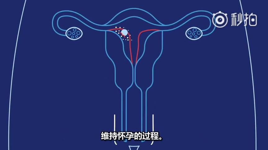 医学科普动画:2分钟短片告诉你怀孕的过程是怎样的