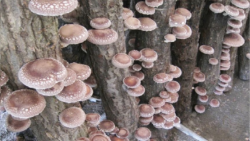 日本特殊的香菇种植方式,将蘑菇种植在森林里,一起来见识下!