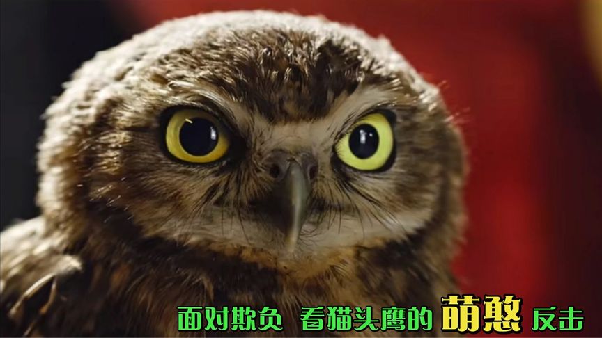 这只较劲的穴鸮,为维护自己高尔夫球场的家,和管理员斗智斗勇