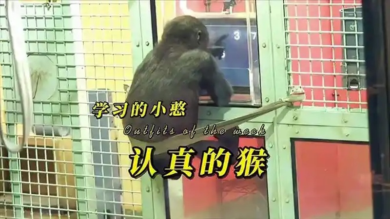 小憨憨都会玩游戏了,你觉得小憨憨的智商应该在几岁?