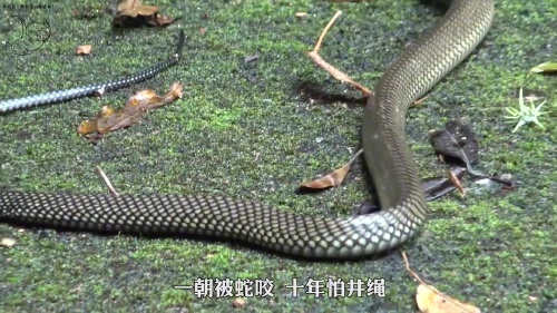 中国十大毒蛇毒性排行榜—(上)