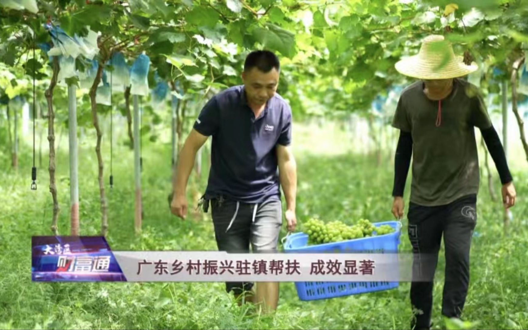 《广东省乡村振兴促进条例》正式实施,看驻镇帮扶取得哪些成效?