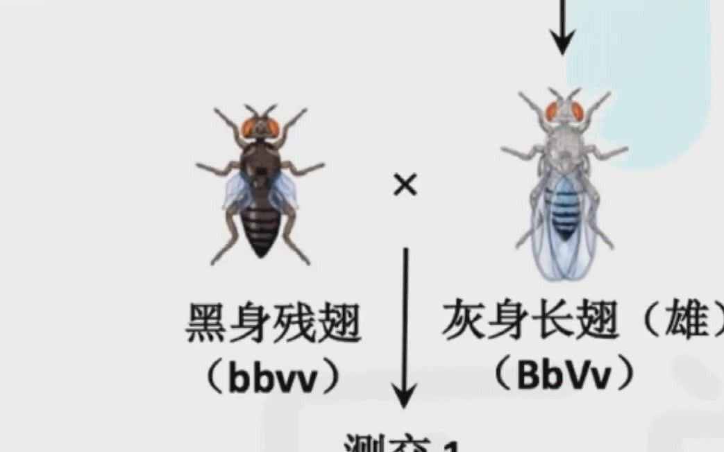 01.伴性遗传和人类遗传病