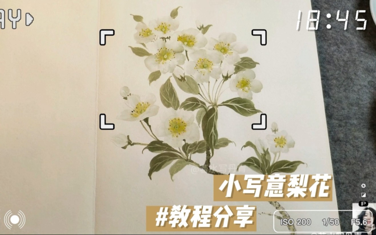 国画_小写意花鸟画 梨花怎么画