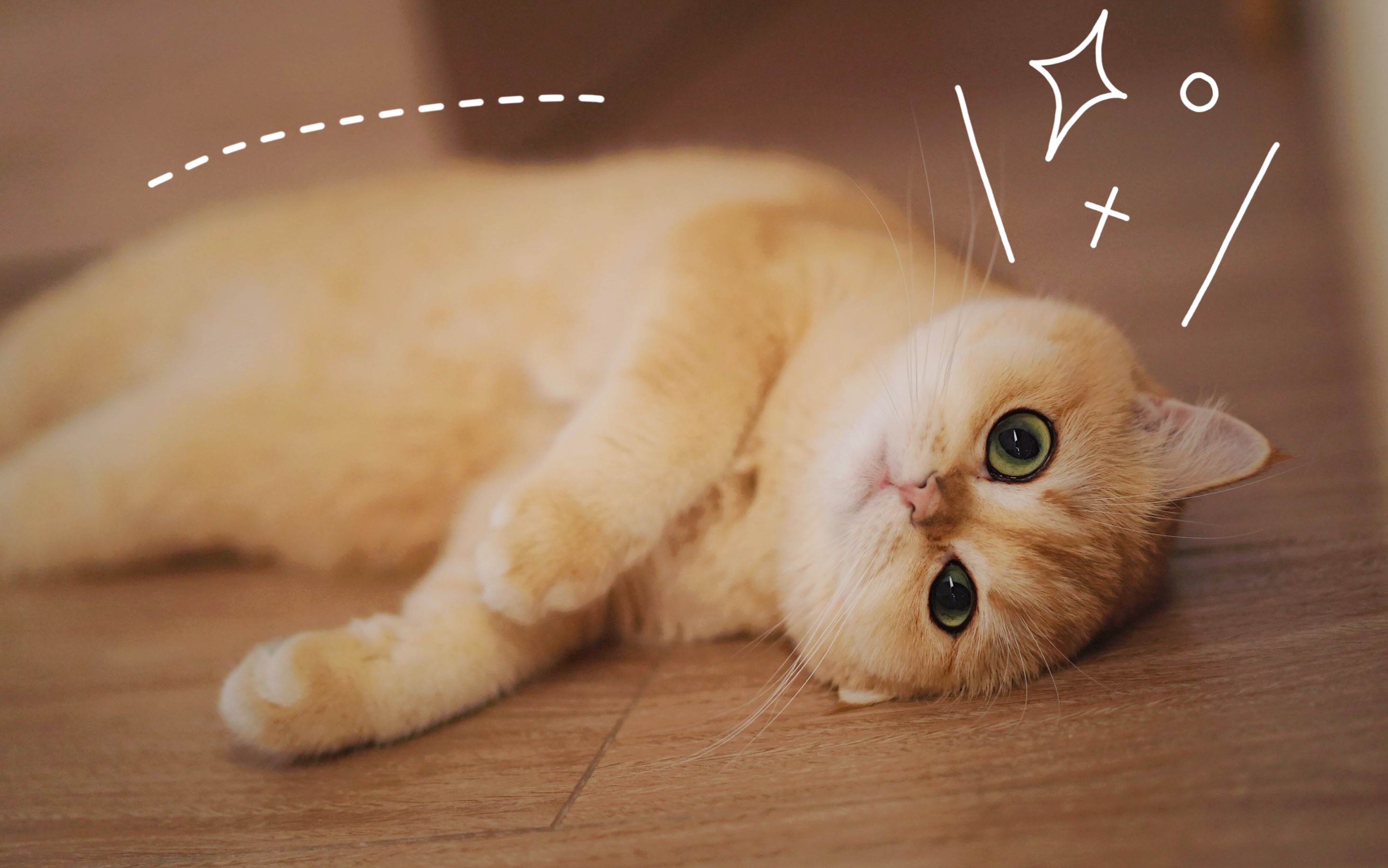 地上这是什么超可爱小肥猫?猫咪肥四讨饭全程贴地撒娇,撩人满分