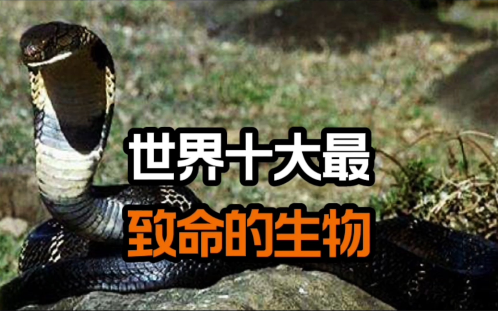 世界十大致命生物,看看你有没有知道的。