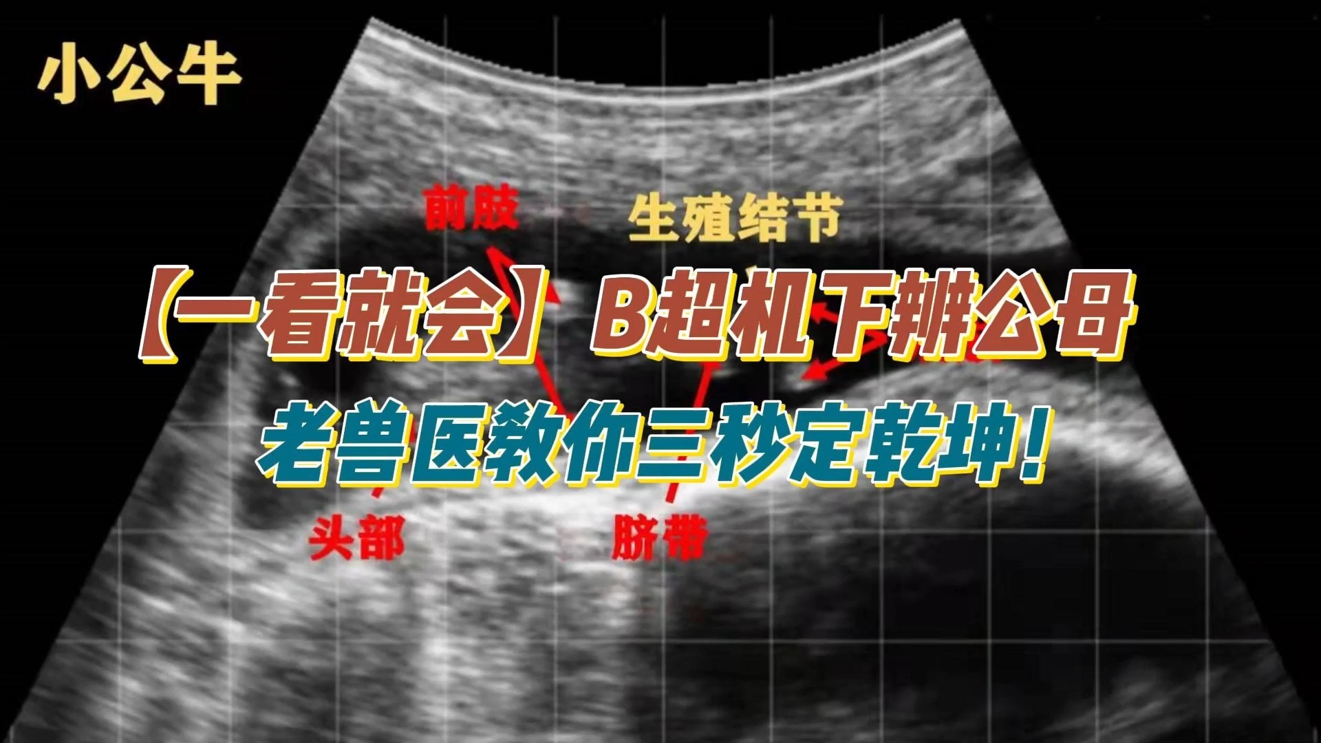 老兽医教你三秒定乾坤!【一看就会】牛用b超机下辨牛犊公母