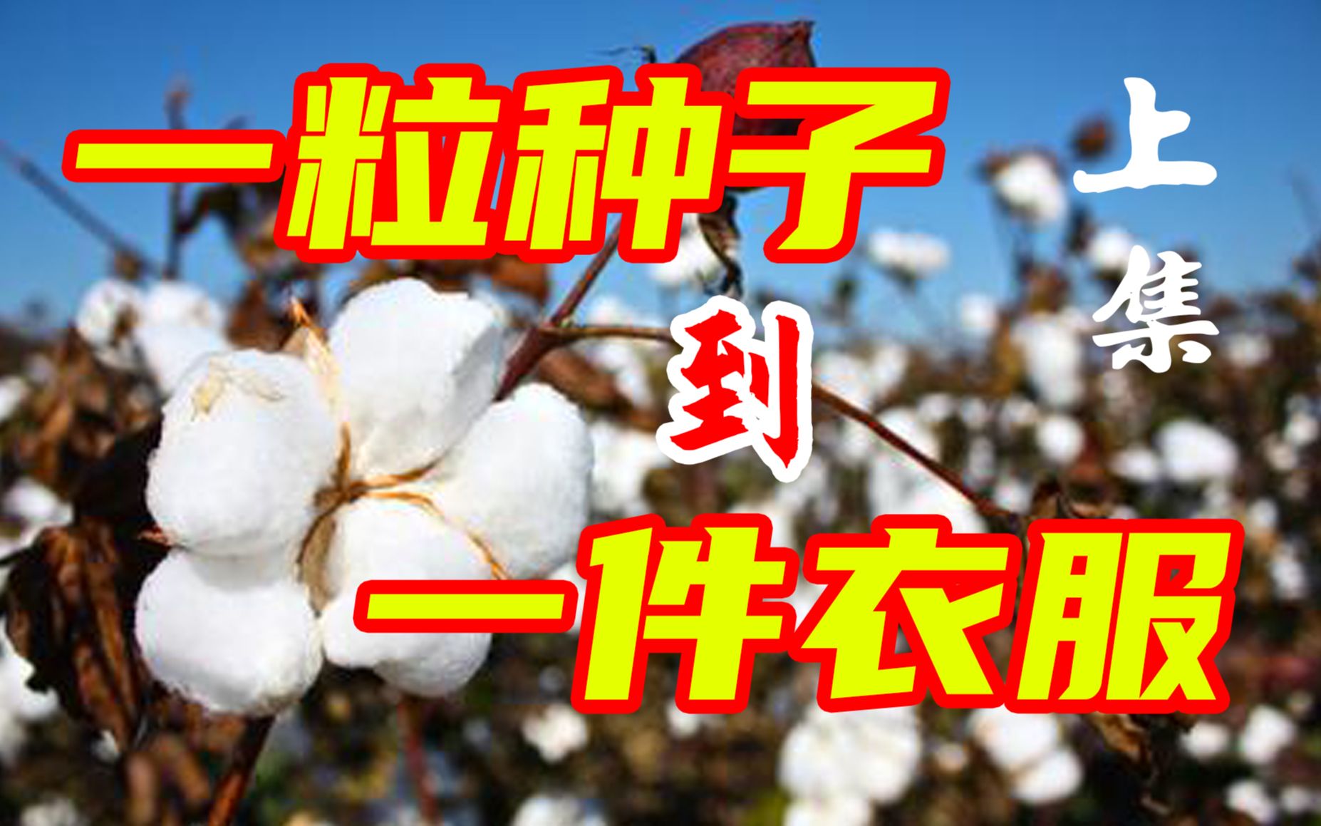 (上集)棉花如何从一粒种子,蜕变成一件衣服?
