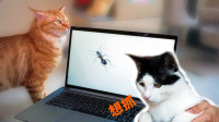 逗猫新玩法,当猫咪遇见屏幕里的虫子时,差点把电脑给抠烂!