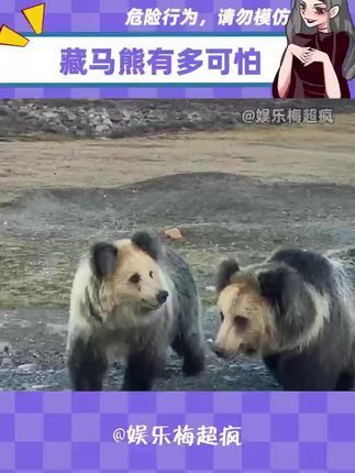 西藏人的门窗有铆钉的原因找到了#内容启发搜索#藏马熊