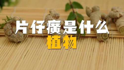 片仔癀真相大揭秘:它究竟是植物还是药材?