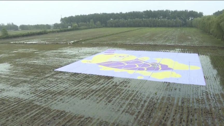 如何创作稻田画?现场瞧瞧去!