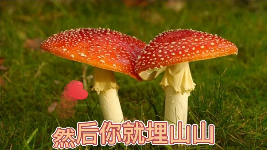 毒蝇伞毒蘑菇,红伞伞白杆杆之歌,