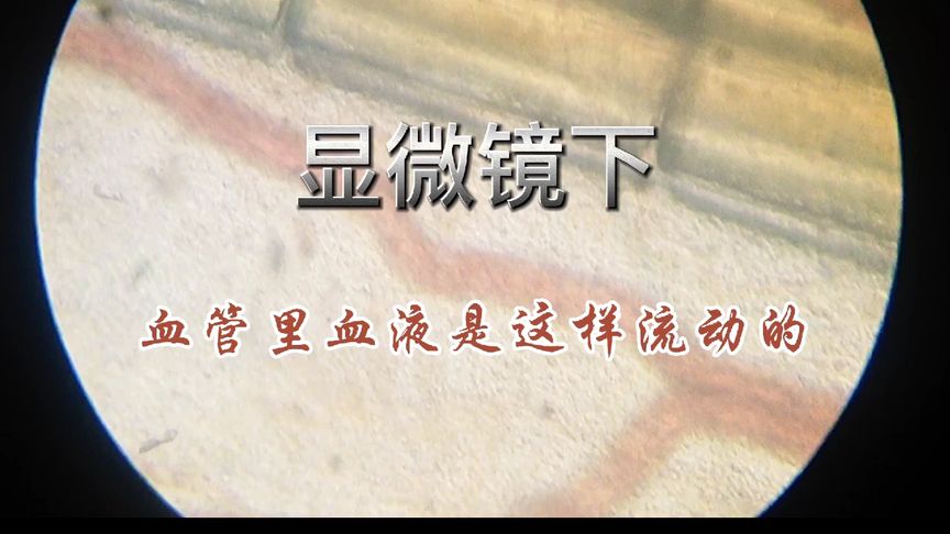 显微镜下血管里的血液是这样流淌的