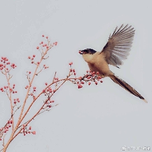 哲理的山麓 