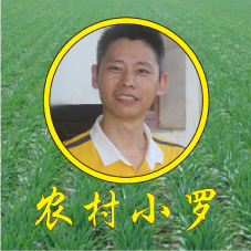 农村小罗 