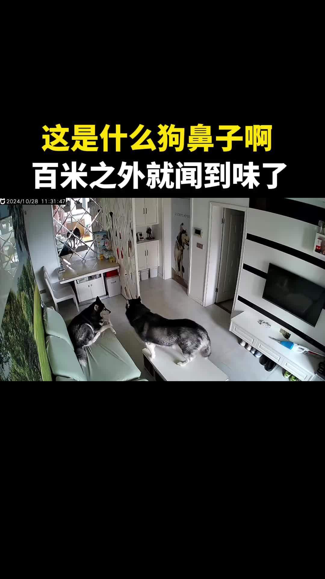 谁家狗鼻子这么灵啊