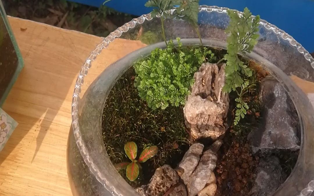 高三学生做的微型生态系统