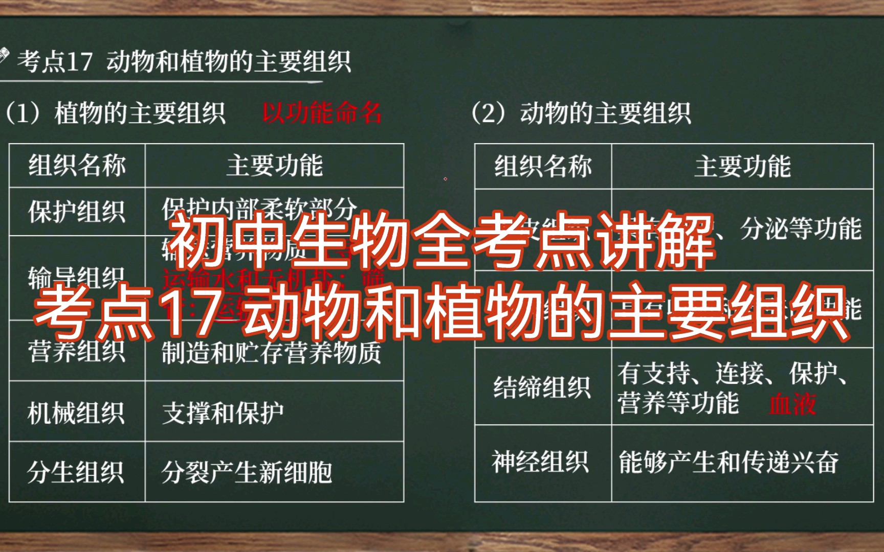 【初中生物全考点讲解|七上】考点17 动物和植物的主要组织