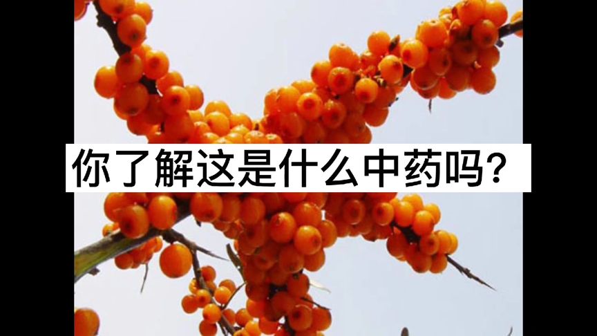 中国的花花草草都是中药,今天带你了解中药沙棘的功效与作用