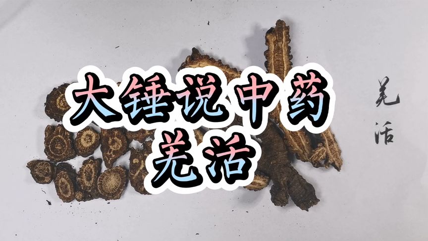 大锤说中药-羌活:长的像蚕品质高!不信?来看看就知道了~