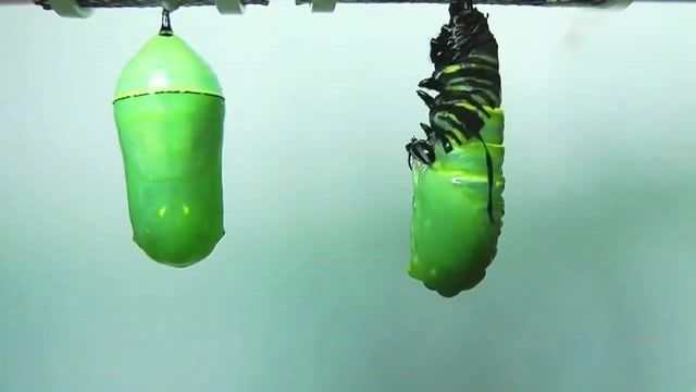 156秒速看蝴蝶破茧成蝶的全过程