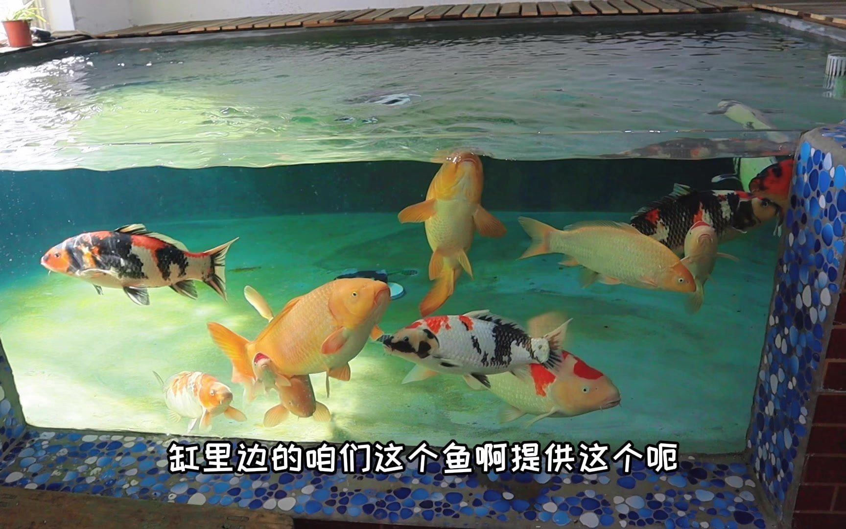 家里的锦鲤鱼缸出现绿藻是好事千万别刮除,青苔绿水养肥鱼