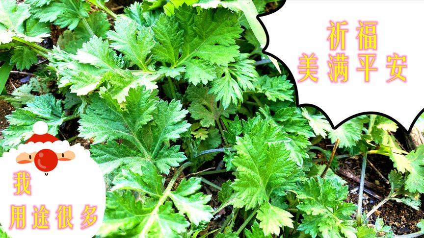 你了解吗?艾蒿不只是用于端午节祈福,艾蒿还有好多用途和作用