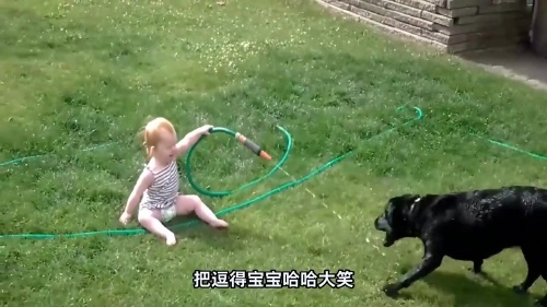 宝宝兴奋指挥狗狗玩水,没想到狗狗瞬间变身搞笑天才,笑翻全家!