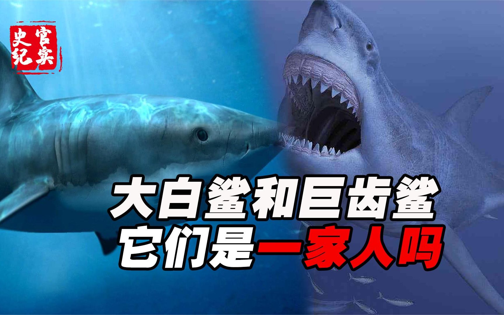 大白鲨和巨齿鲨,它们是一家人吗?多角度探究两者之间有何关系!