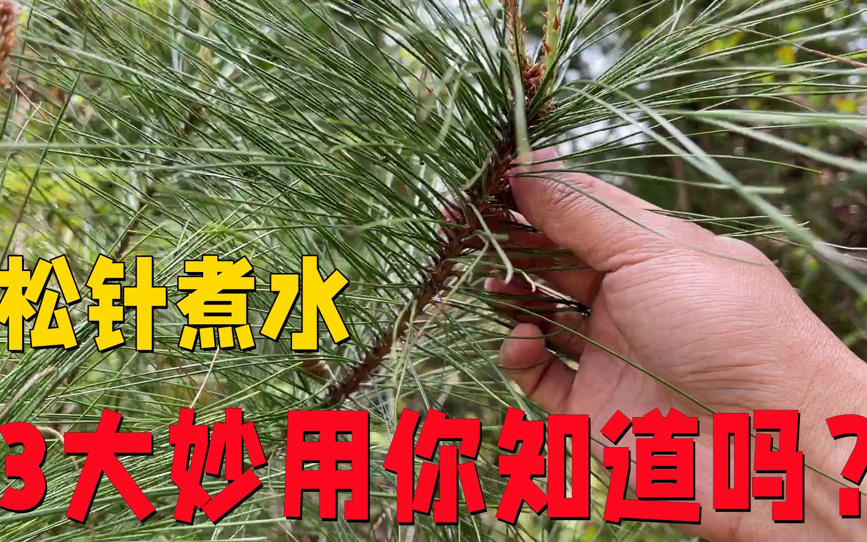 松针煮水三大妙用你知道吗?涨知识了,没想到它价值这么好