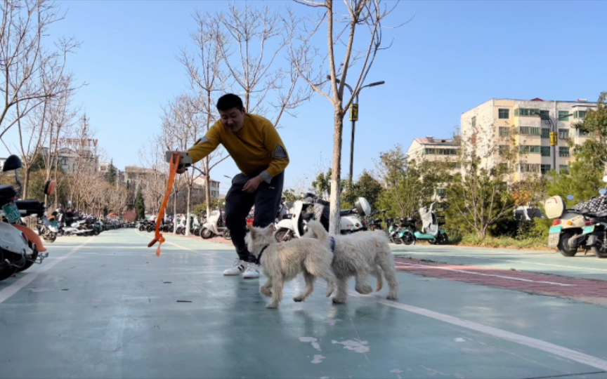 如何用普通的手机,让狗狗配合你拍出动态的视频,全部都是干货