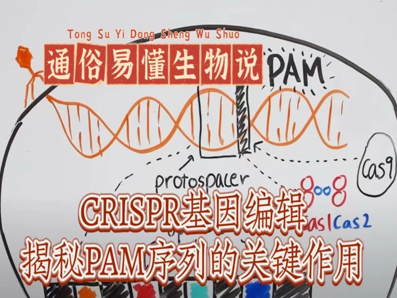 【通俗易懂生物说】CRISPR基因编辑:揭秘PAM序列的关键作用 | ...