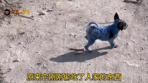 流浪狗全身沾满了油漆,男子将它带回家洗干净后,真的惊艳到我了