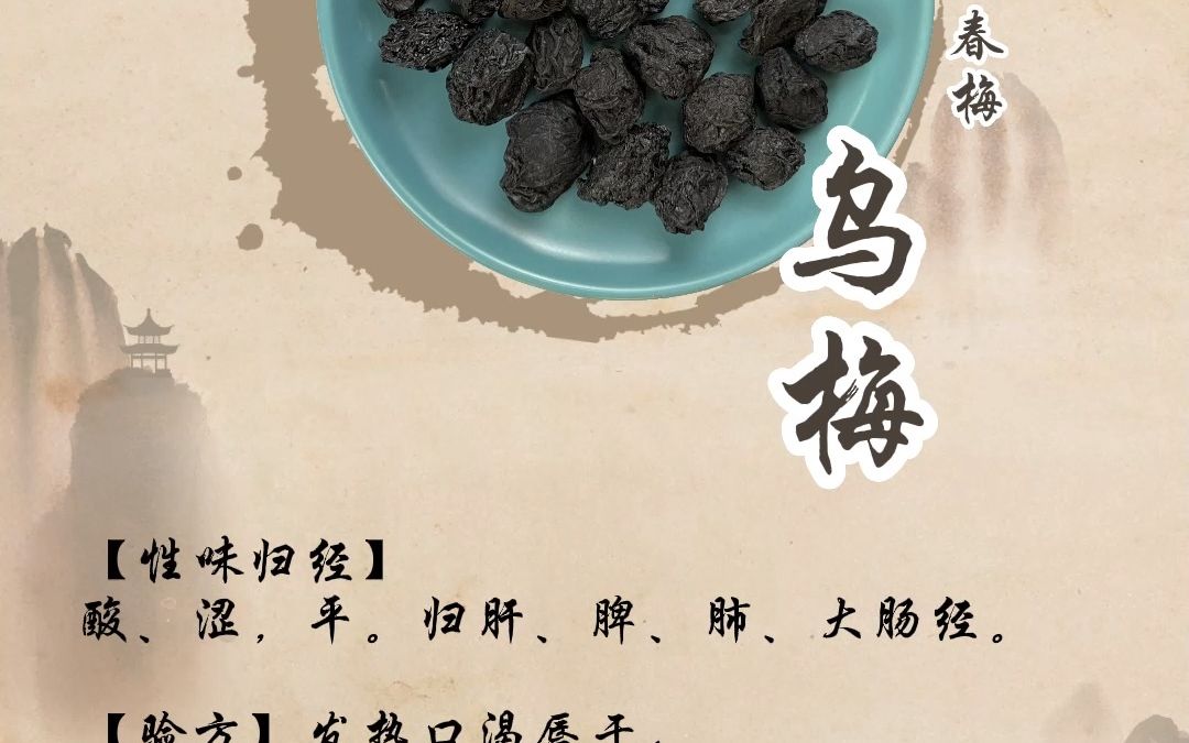 中药学习——乌梅