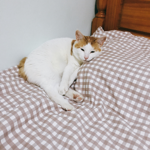 宅而不废猫姐姐 