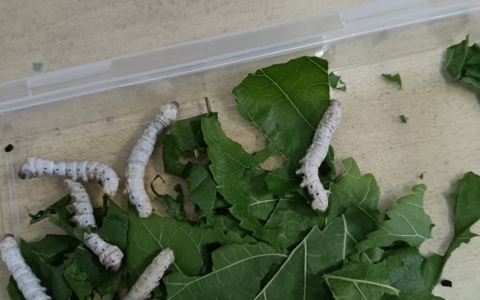 【蚕-蜕皮】结茧前最后一次蜕皮