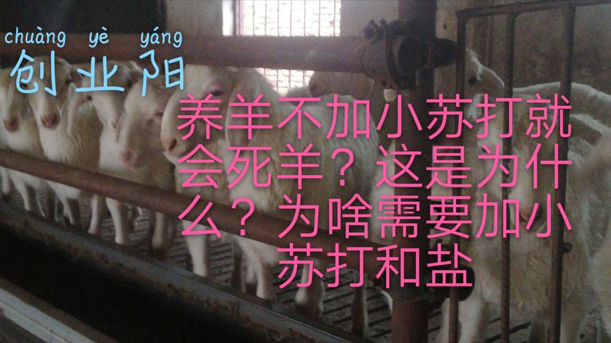 农村养羊不加小苏打会死羊?小苏打和盐有什么用以及用量用法