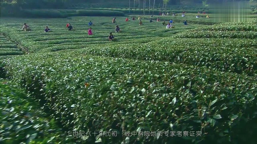 探寻紫阳富硒茶历史,富硒茶的三千年情缘,如今该何去何从?