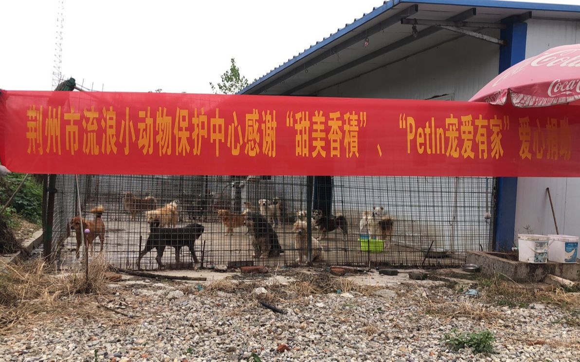 感谢爱心企业点亮流浪动物保护的爱心之灯