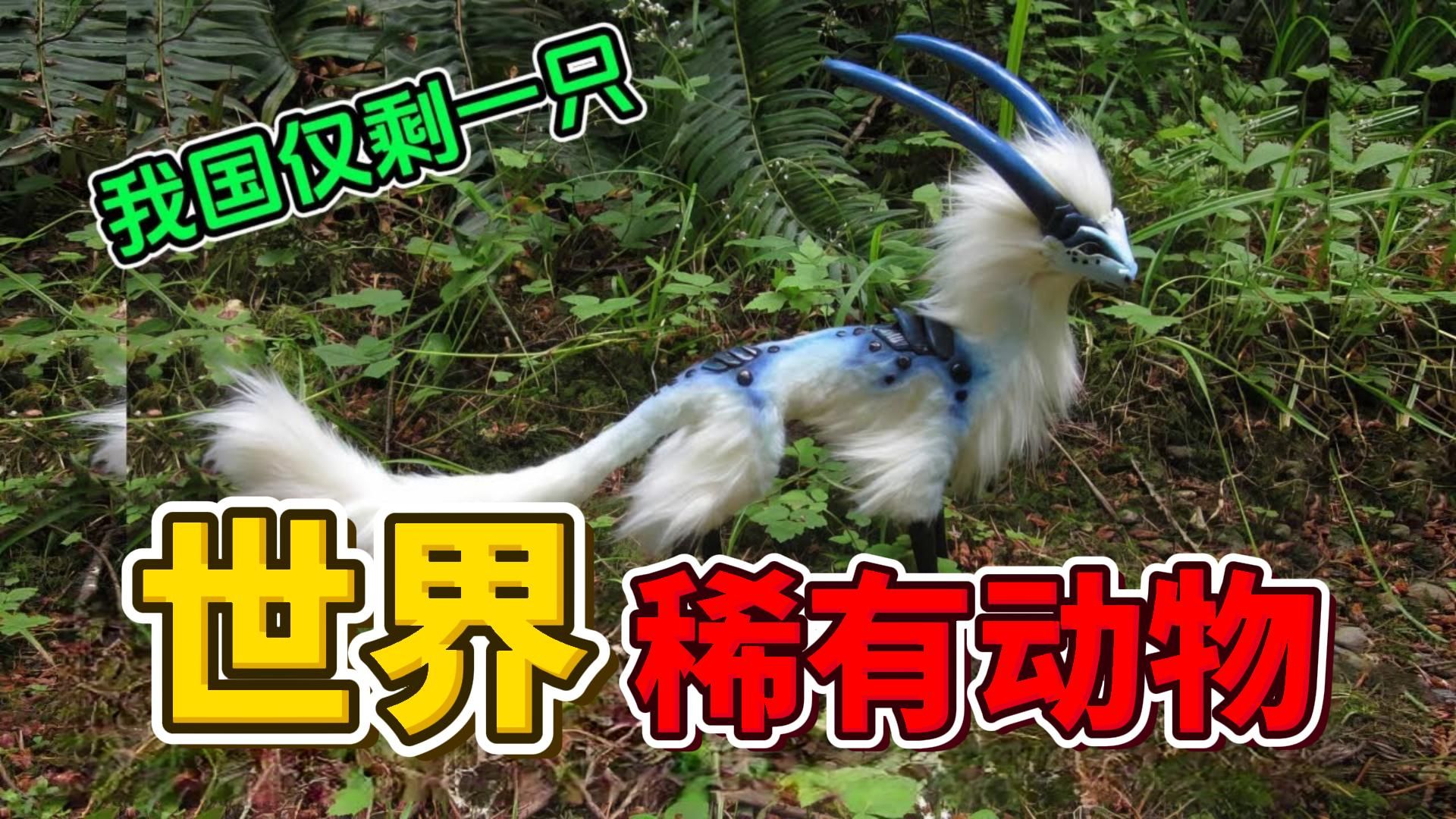 全世界最珍稀的10种动物,大熊猫无缘榜单,第一名中国仅剩一只_世界之...