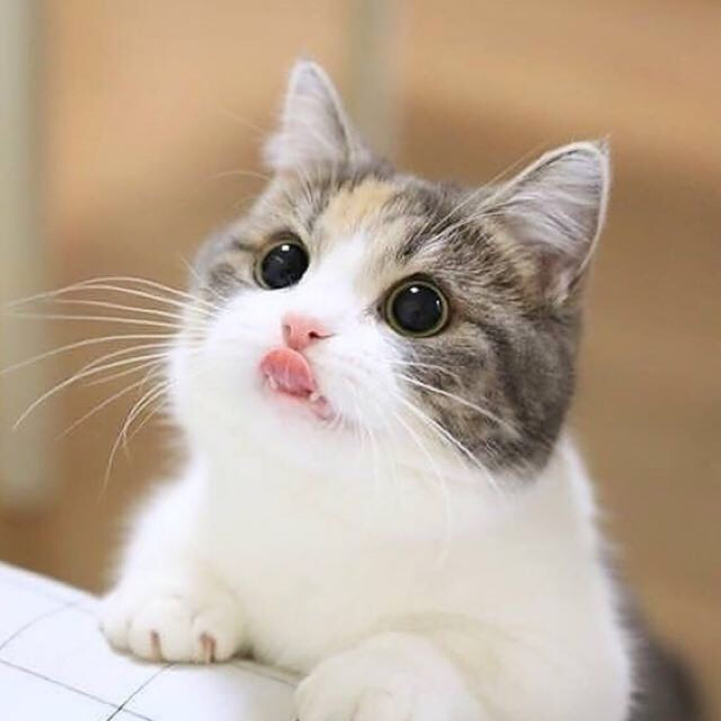 摄影猫 