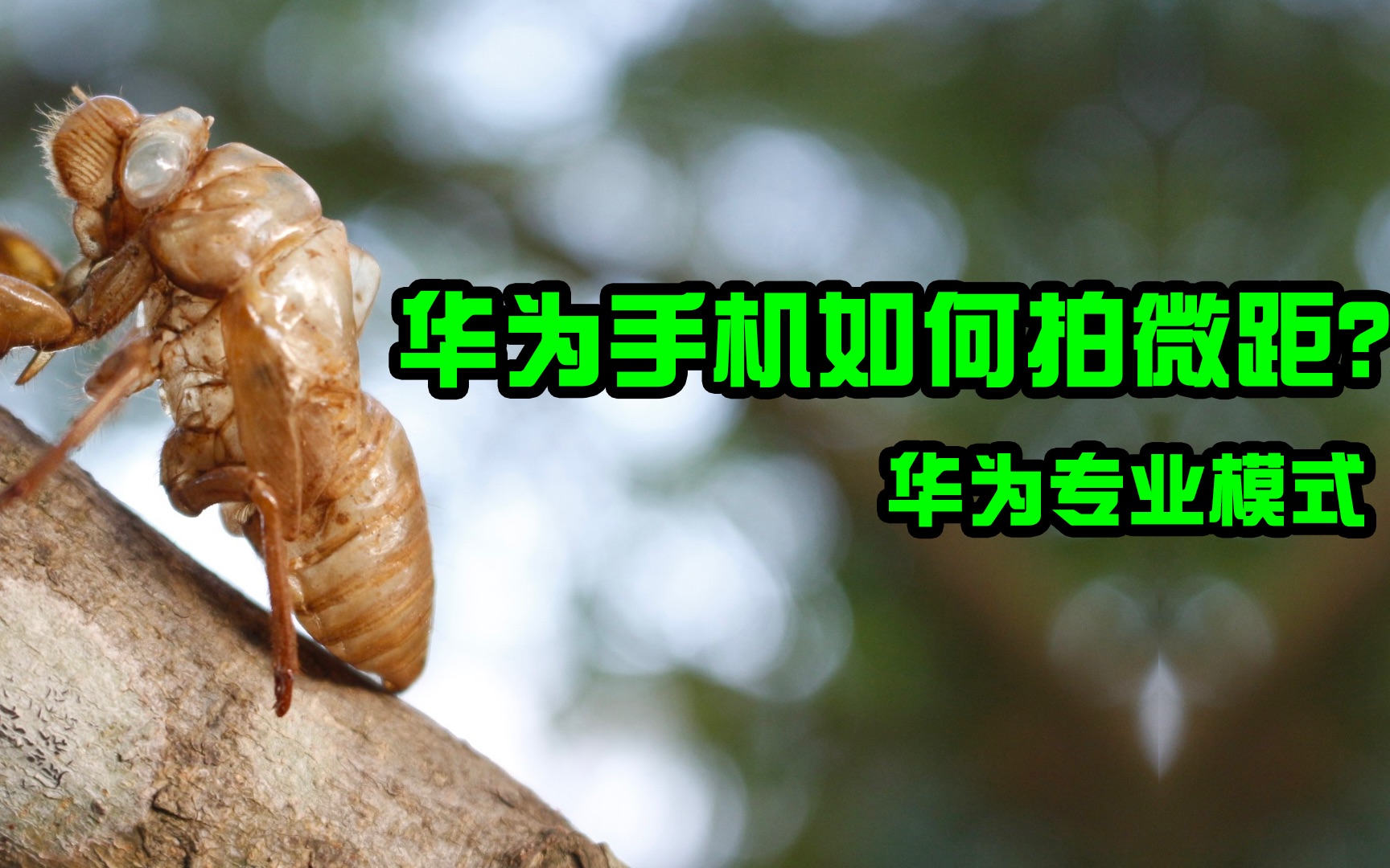 华为手机专业模式拍照小技巧之超级微距拍摄