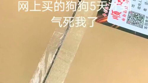 网上买的宠物盲盒5天才到,拆开一看是个小二哈,大家有喜欢的吗?免费送