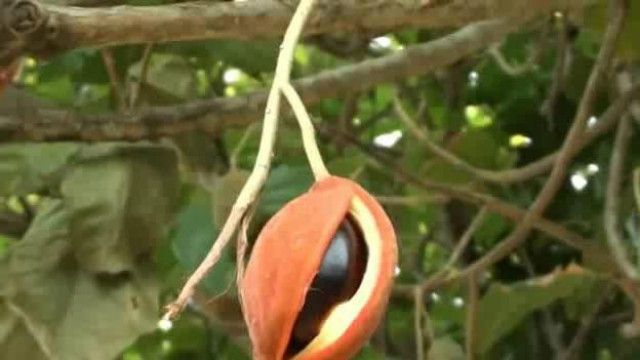 凤眼果这种果子的种子药用价值很高 了解下很有用