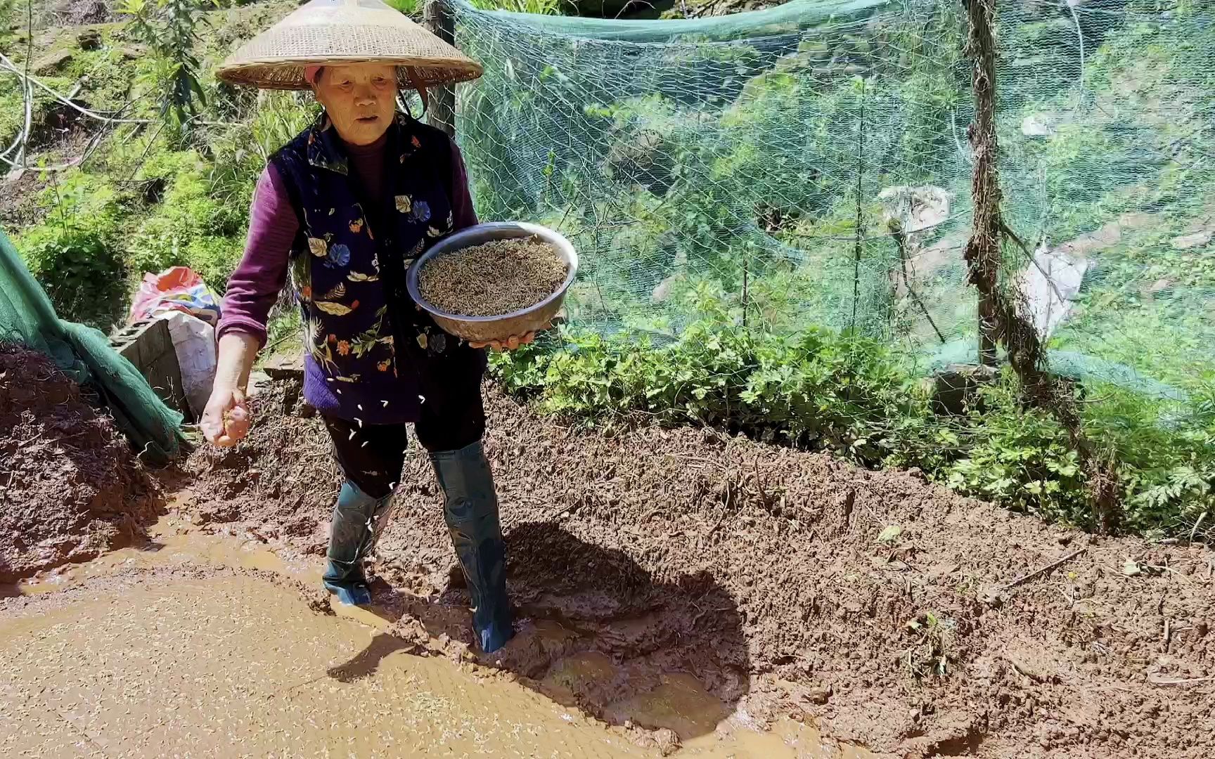水稻育苗播种全过程,所有的辛苦付出只期待能看见治愈的那一瞬间